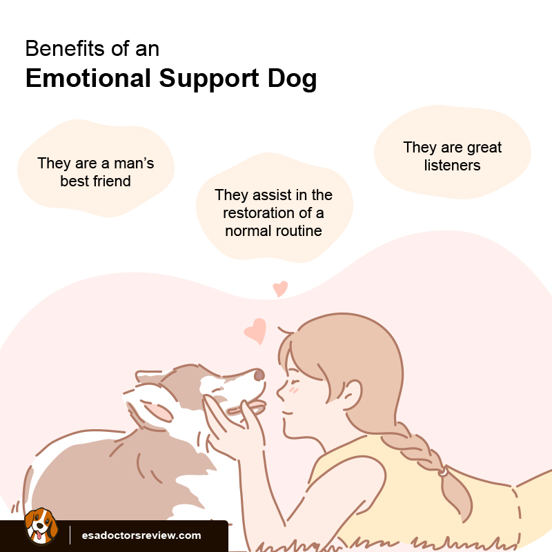 ESA vs Service Animals: Solving the Greatest Conflict! - ESA REVIEWS