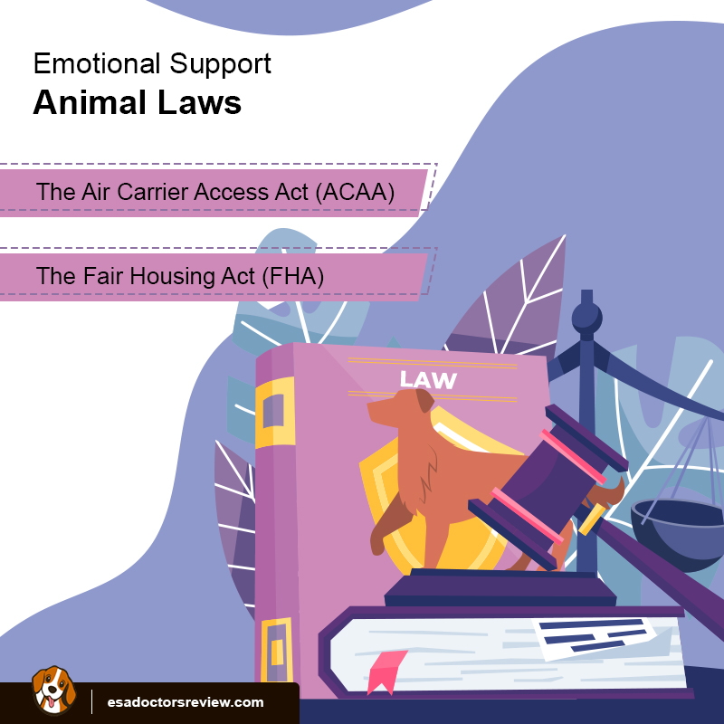Emotional Support Animal Certification Laws You Should Know