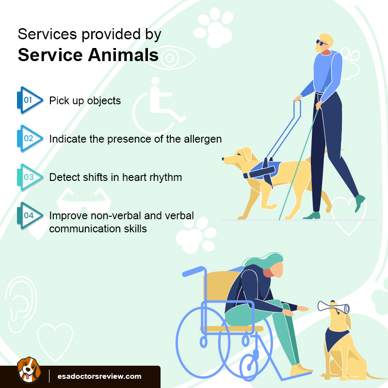 ESA vs Service Animals: Solving the Greatest Conflict! - ESA REVIEWS