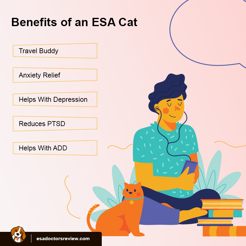 How to Register Your Cat as an Emotional Support Animal (ESA) in 2021