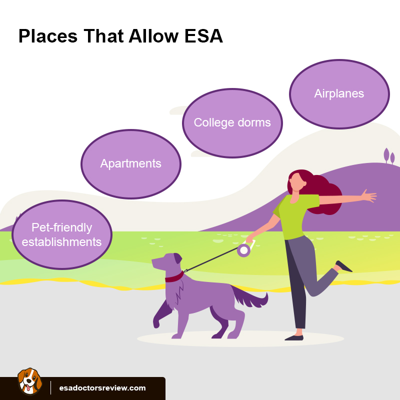 Get Answers to the 19 Most Asked Questions About ESAs!