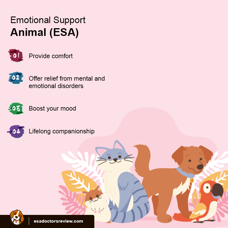 An Ultimate Guide on Emotional Support Animals Federal Laws