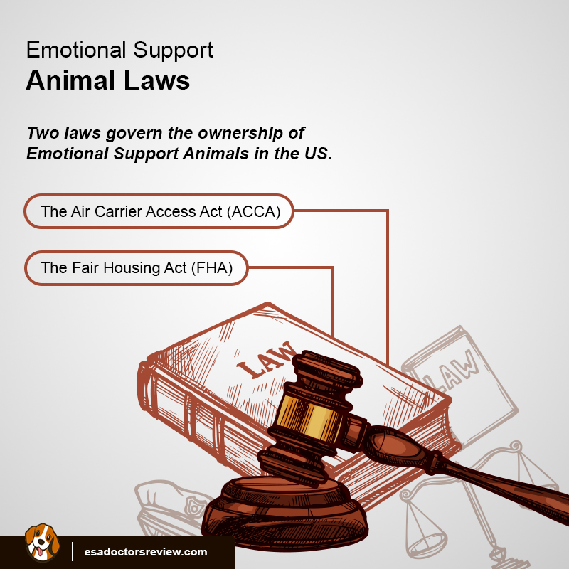 An Ultimate Guide on Emotional Support Animals Federal Laws