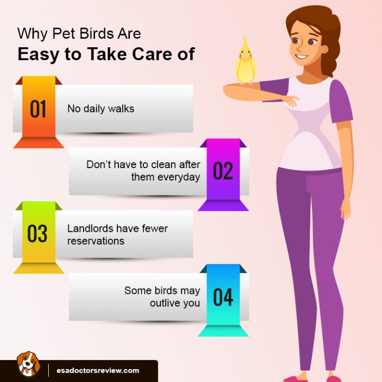 3 Mental Health Benefits of Owning a Pet Bird - ESA REVIEWS