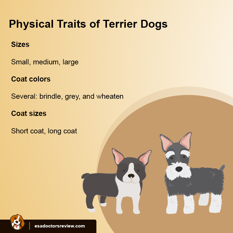 The Right Terrier Breeds for a Multi-Pet Home - ESA REVIEWS