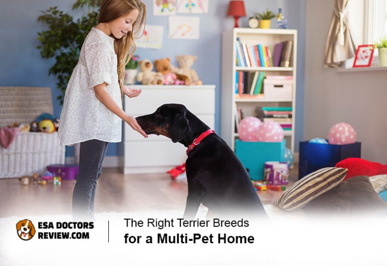 The Right Terrier Breeds for a Multi-Pet Home - ESA REVIEWS