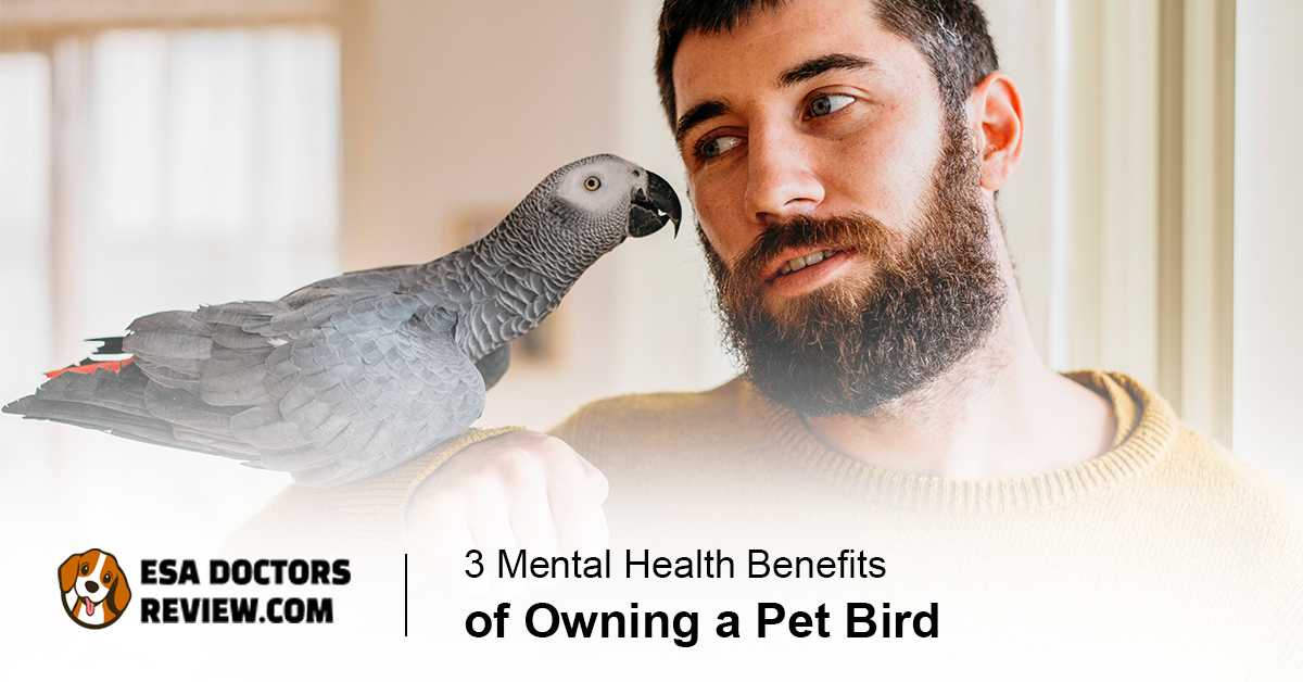 3 Mental Health Benefits of Owning a Pet Bird - ESA REVIEWS